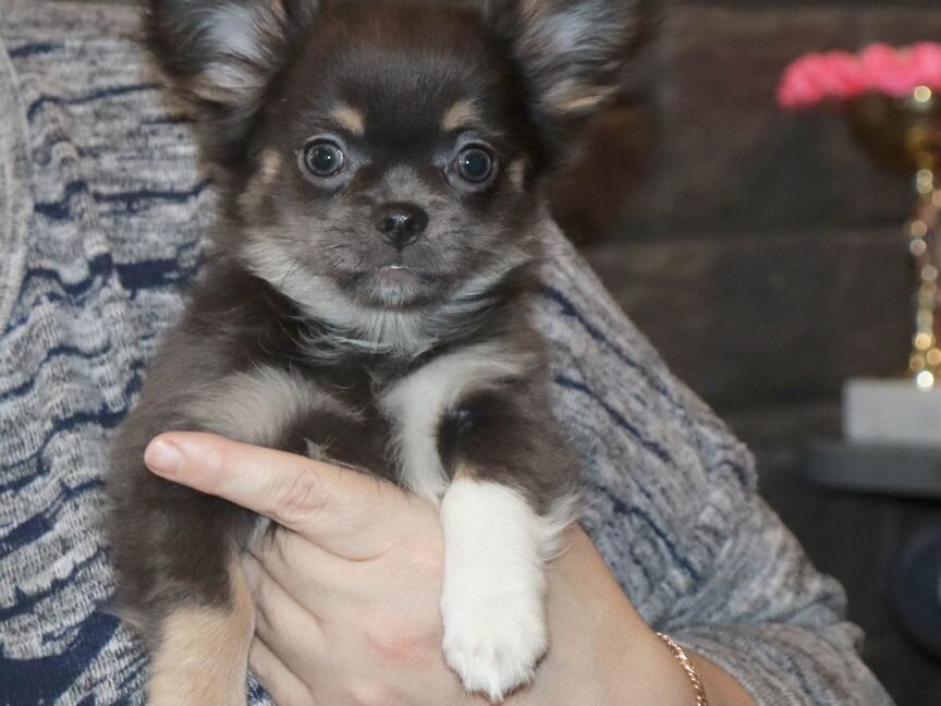 Голубая длинношерстная чихуа с доставкой и видео