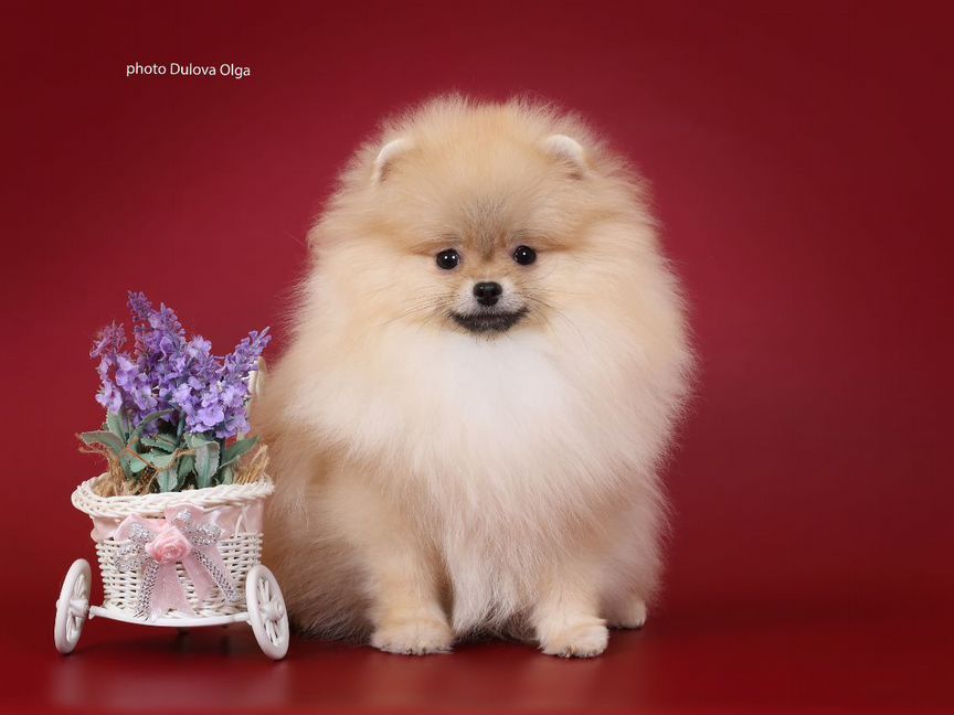 Померанский шпиц мини девочка