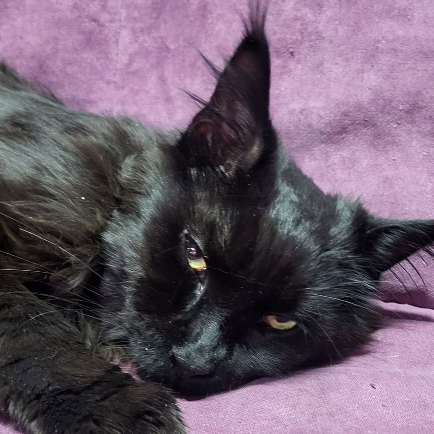 Мейн-кун в хорошие руки