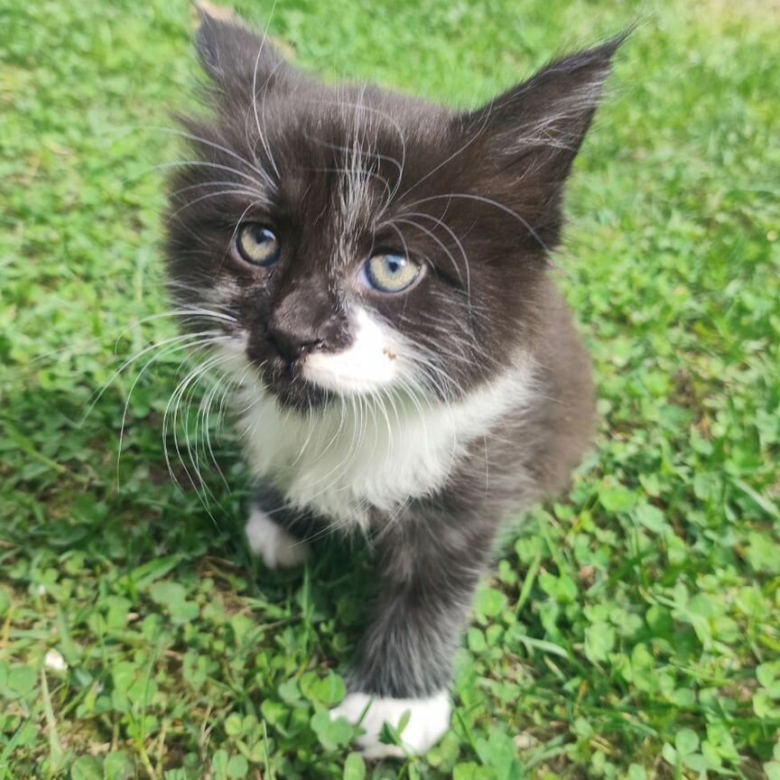 Мейн-кун котёнок