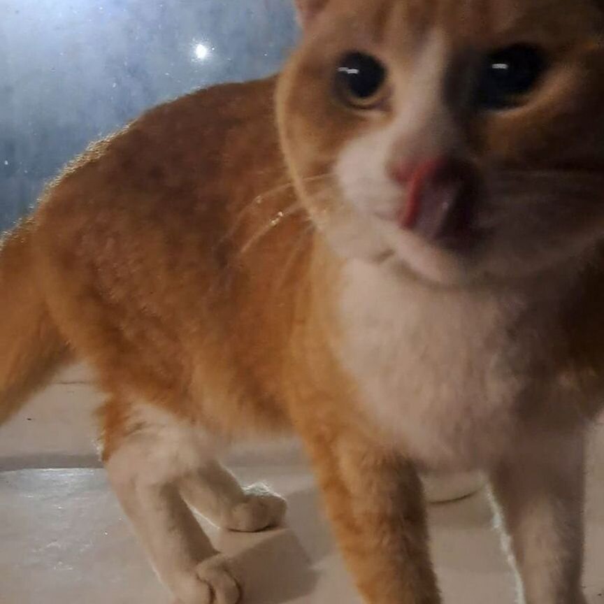 Кот