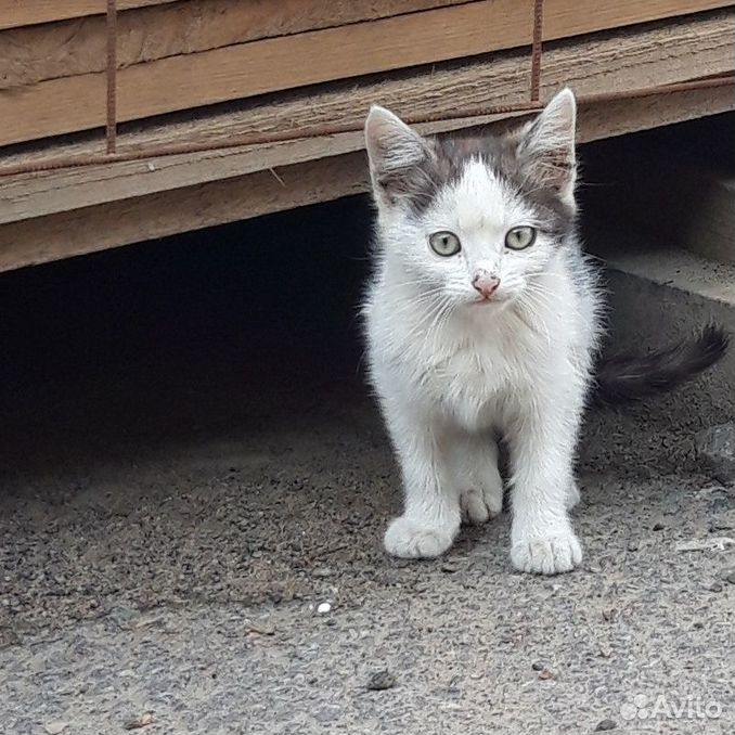 Кошка Дуня (мама) и котёнок Мурка ищут Добрые руки