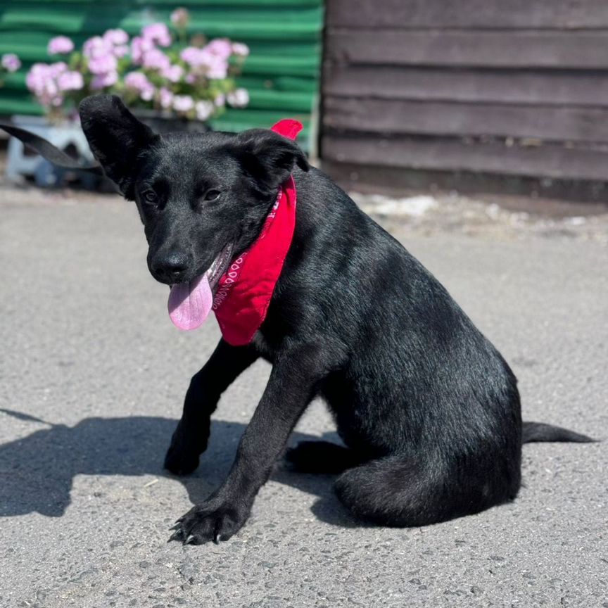 Собака Щенок Маффин