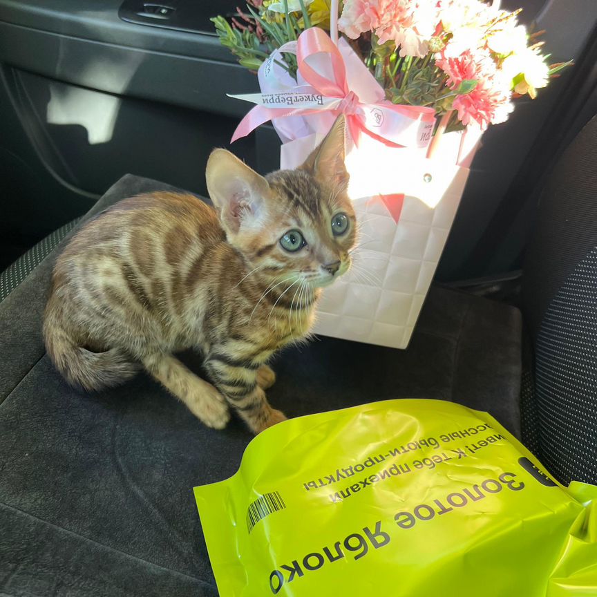 Бенгальская Котята