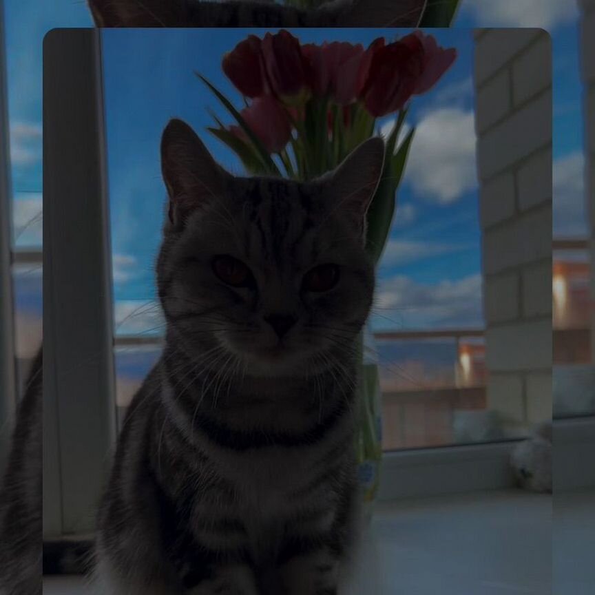 Отдам шотландскую прямоухую кошку