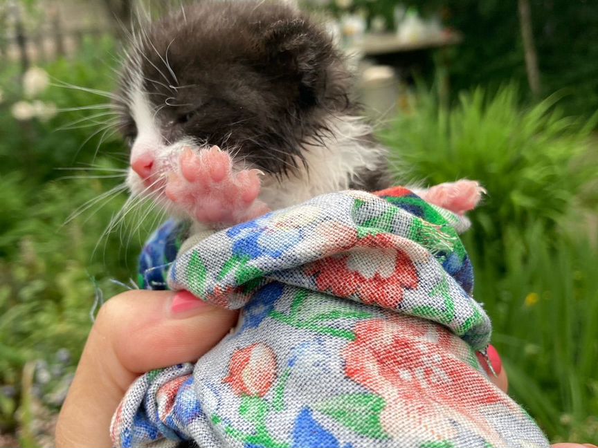 Котенок