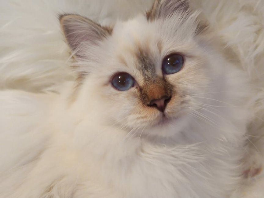 Священная бирма-девочка шоколад- тэбби