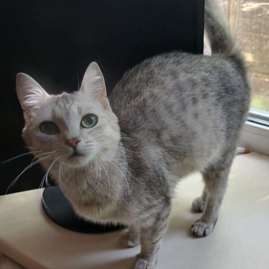 Кошка стерилизованная