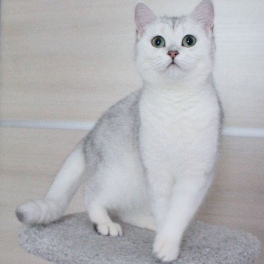 Британская короткошёрстная, взрослая кошка