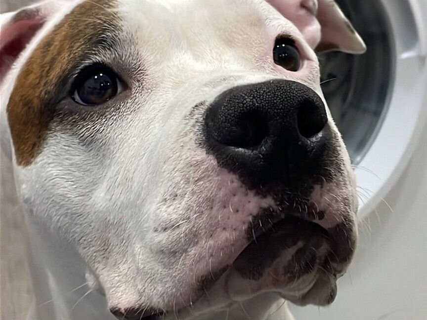 Собака в добрые руки Амстаф