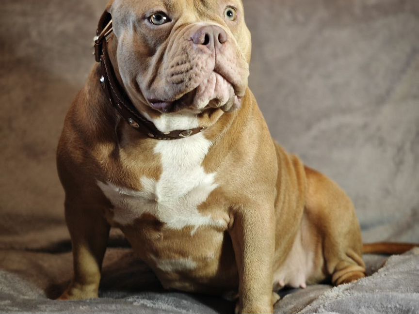 Американский булли