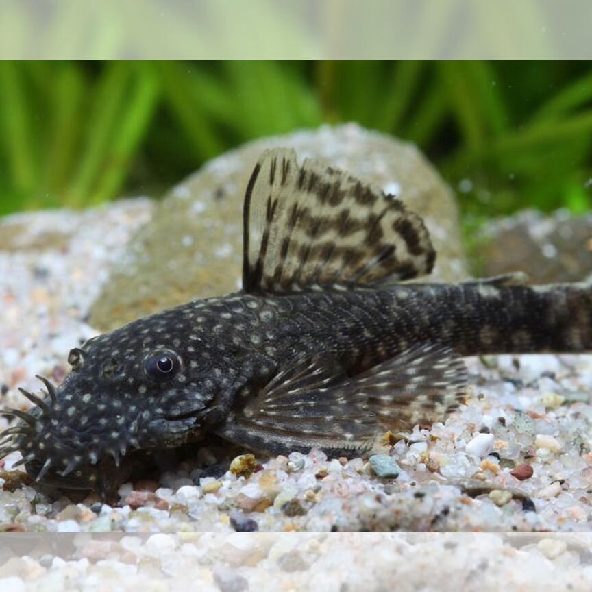 Сомик Анциструс