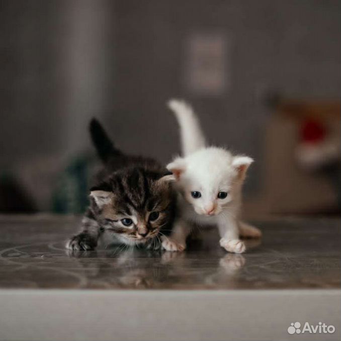 Отдаем красивых котят