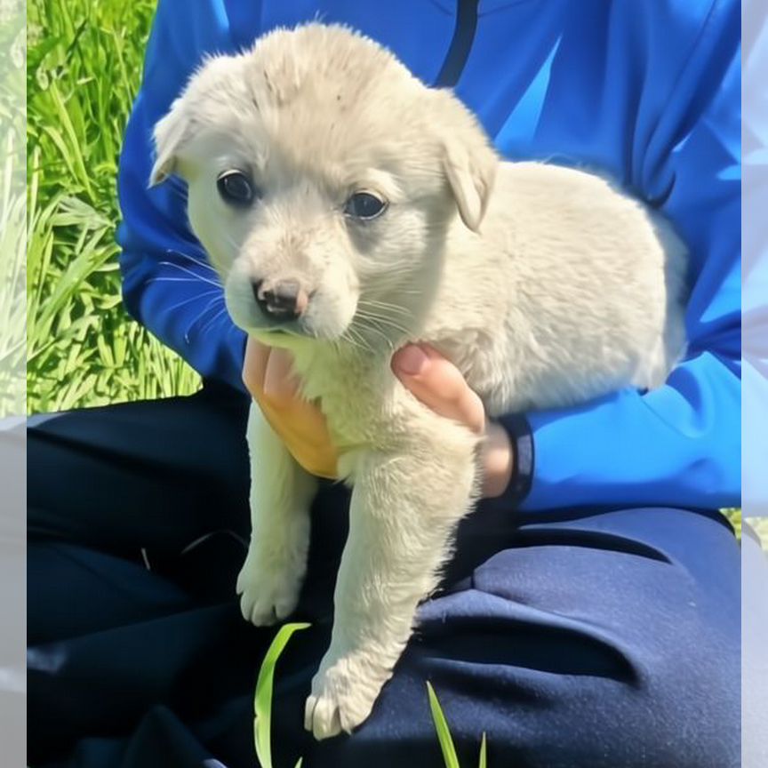 Щенок в добрые руки