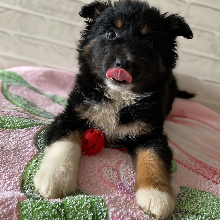 Щенок в добрые руки