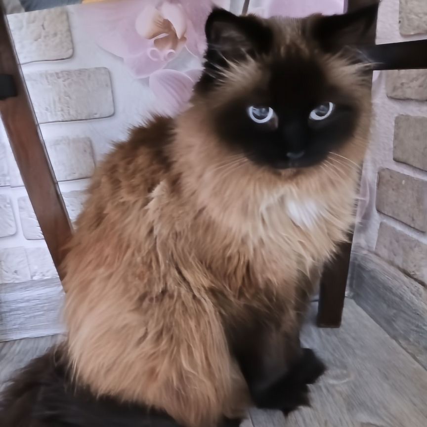 Сиамская, взрослая кошка
