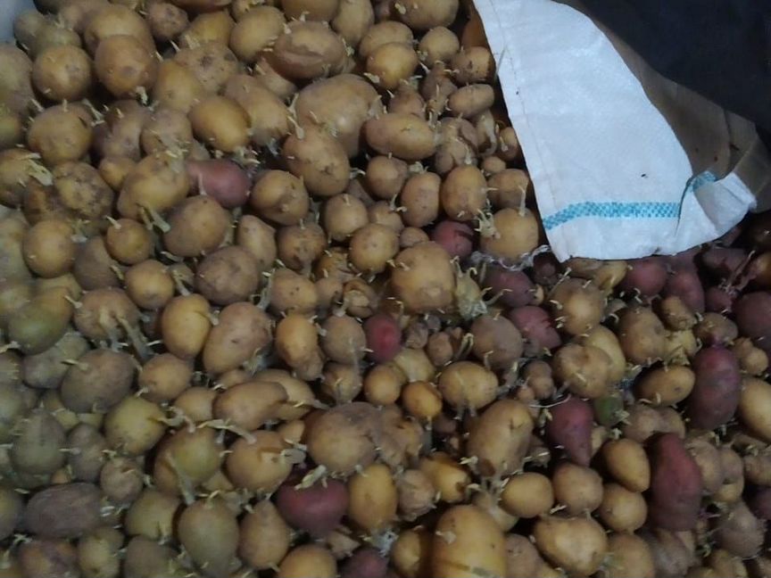 Картофель для животных
