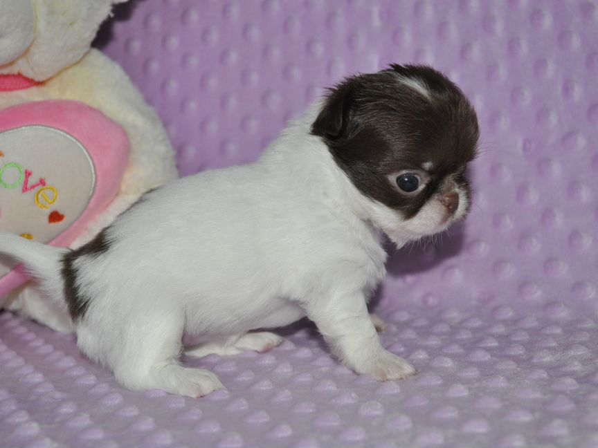 Девочки чихуахуа с документами РКФ