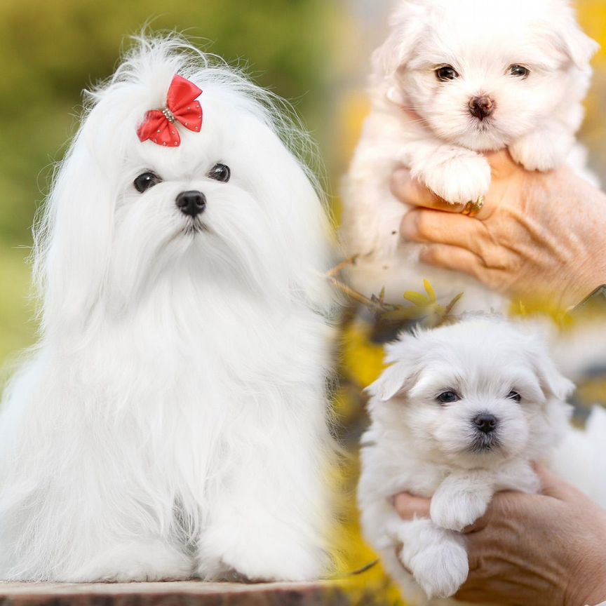 Мальтийская болонка, щенок