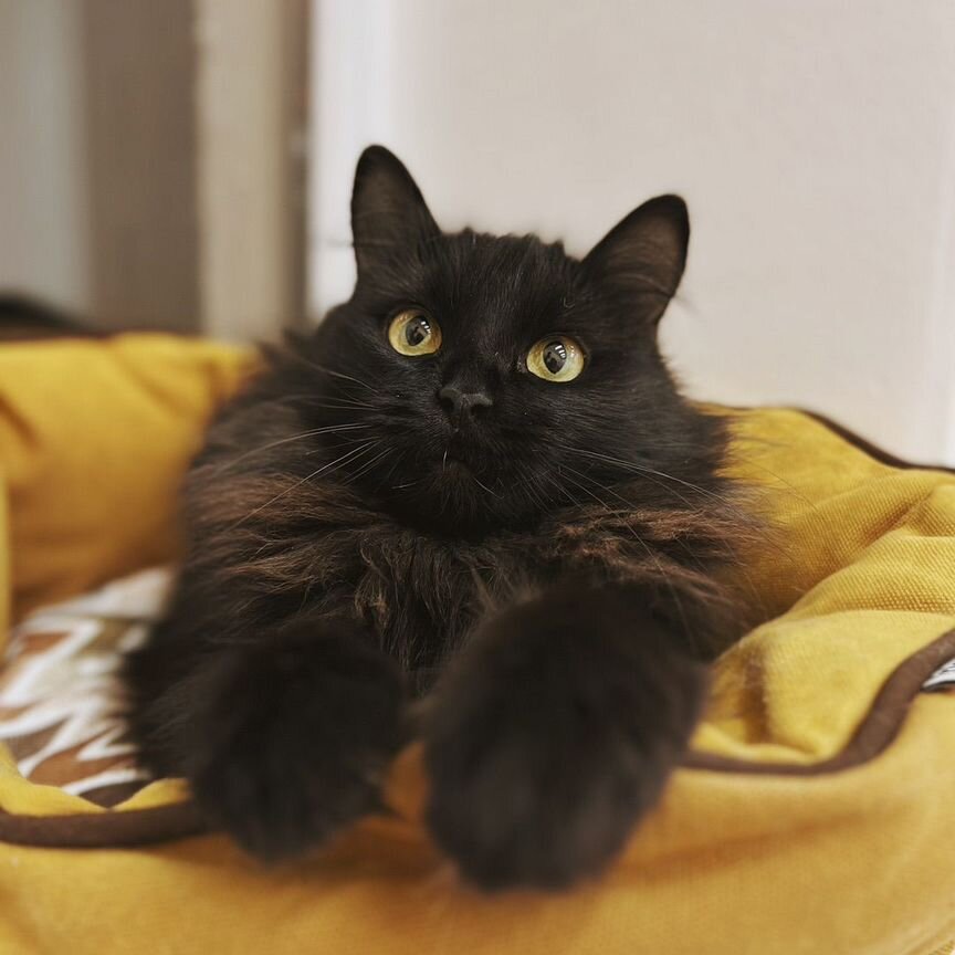 Оливия в добрые руки