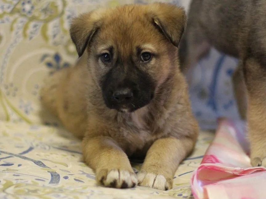 Щеночек ищет дом