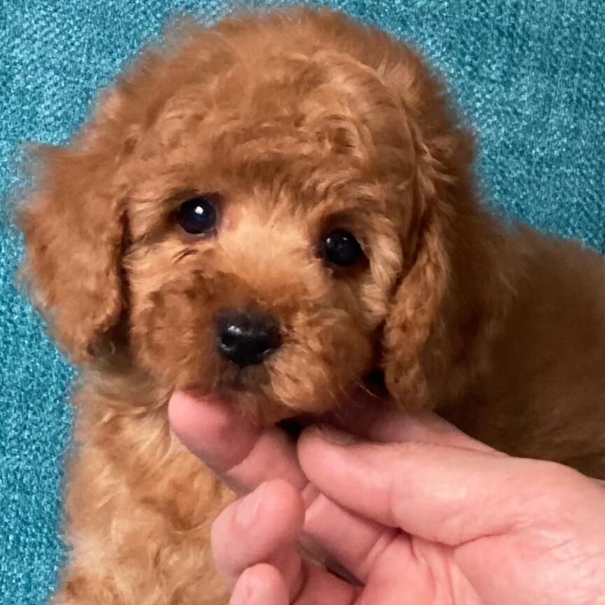 Мальтипу, щенок