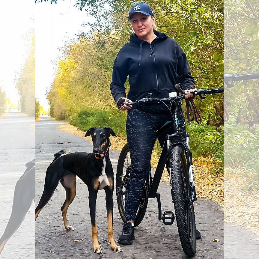 Хортая борзая, взрослая собака