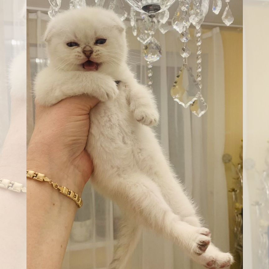 Шотландский вислоухий короткошёрстный котёнок