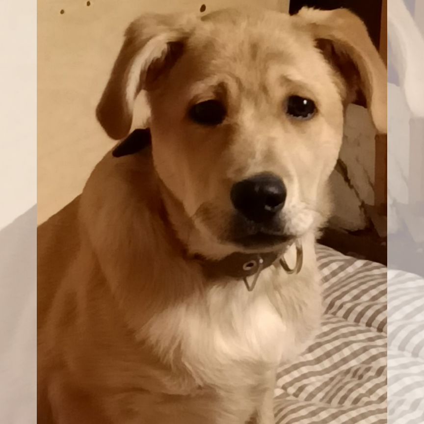 Лабрадор-ретривер, щенок