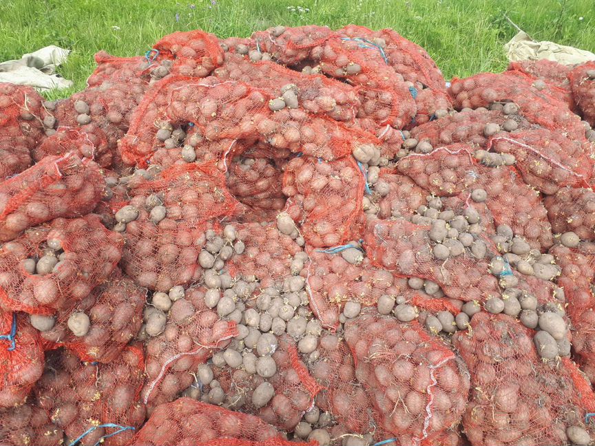 Картофель на корм животным, отходы