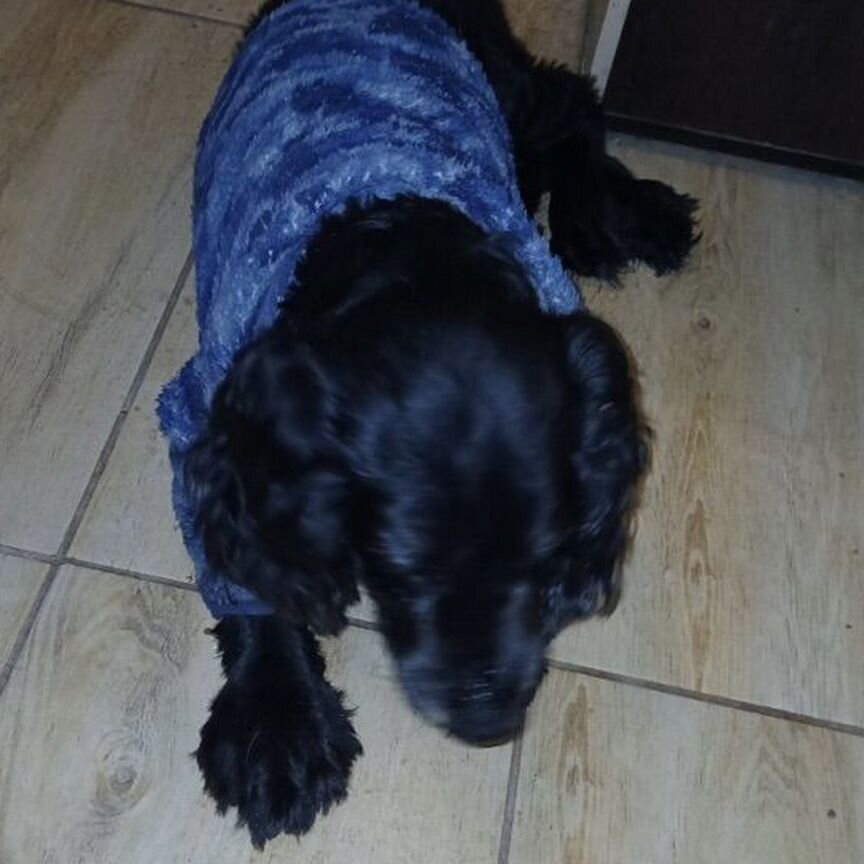 Кавалер кинг-чарльз-спаниель, щенок