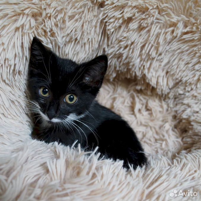 Маленький Кэтмен ищет дом