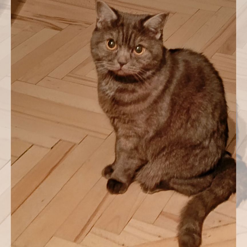 Шотландская