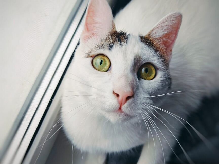 Кошечка-компаньон