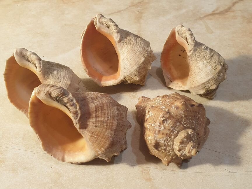 Ракушки рапаны, 60 шт