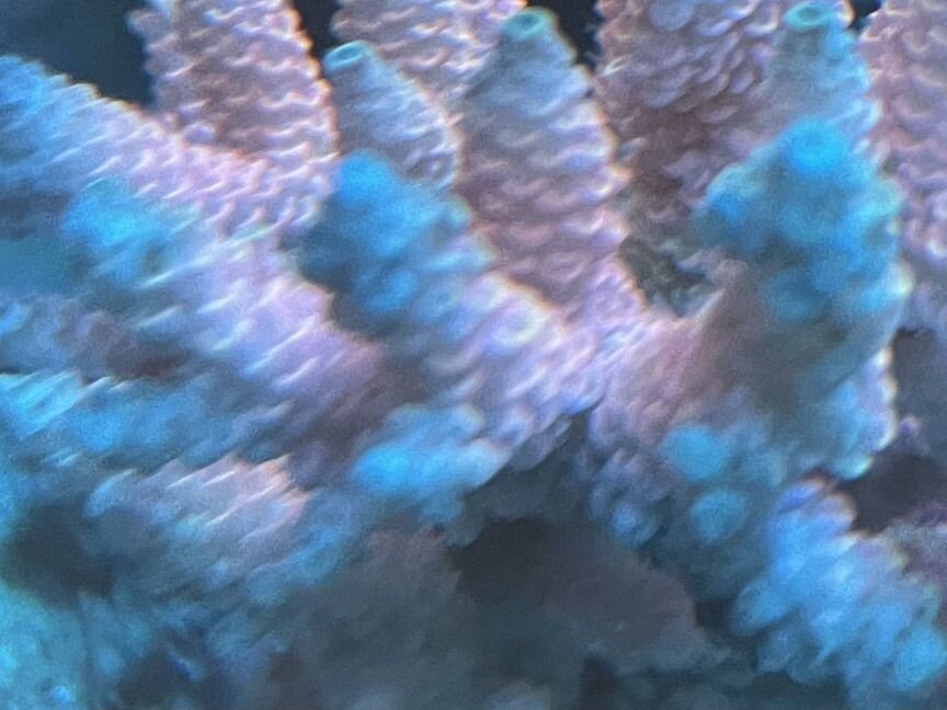 Продам кораллы в морской аквариум