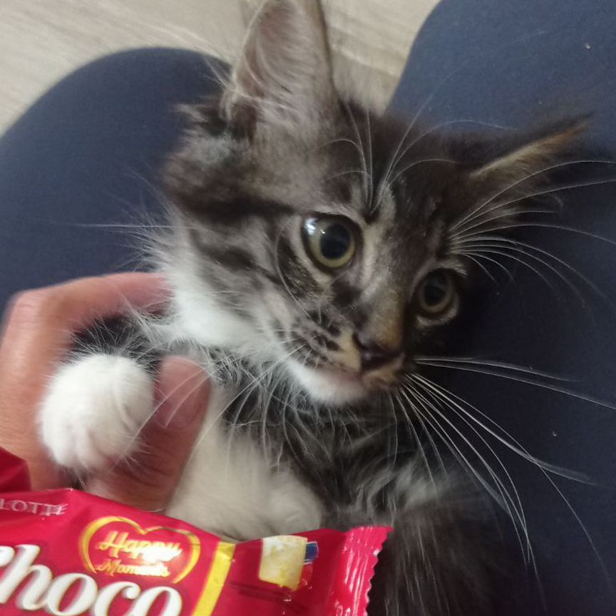 Котенок 2,5 месяца