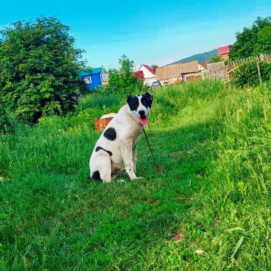 Алабай в добрые руки