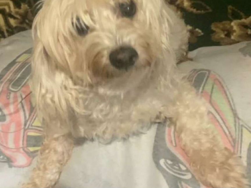 Девочка ищет дом