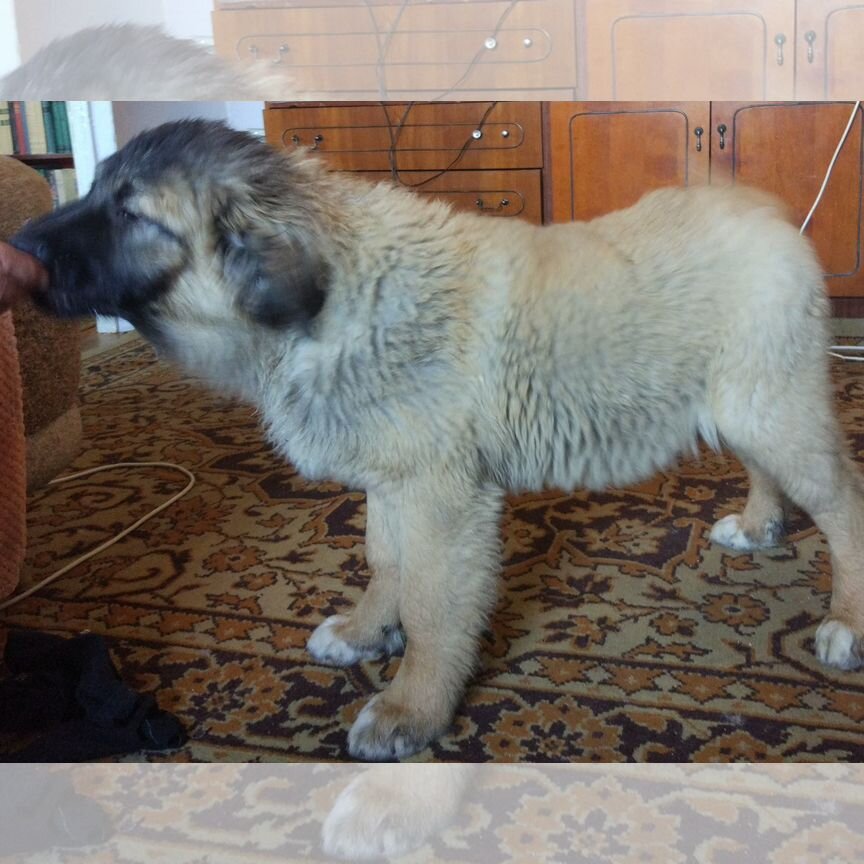 Кавказская овчарка, взрослая собака