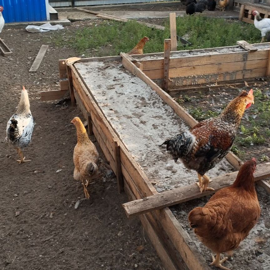 Куры домашние