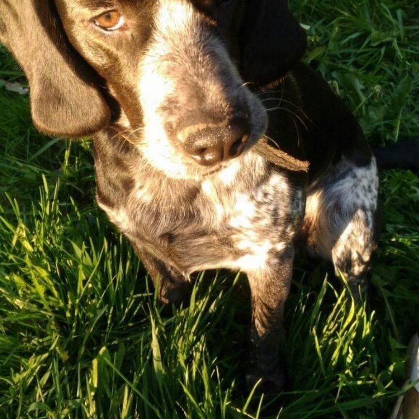 Собака мальчик 7 лет