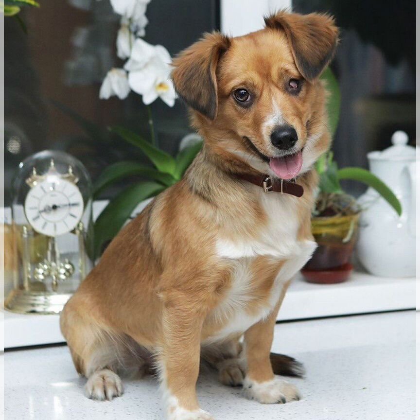 Взрослая собака в добрые руки