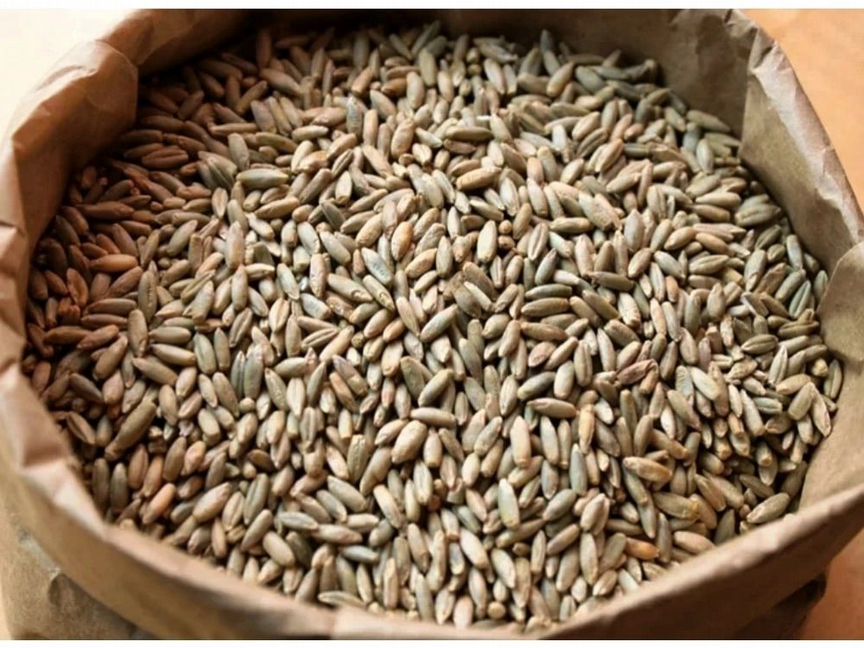 Озимая пшеница