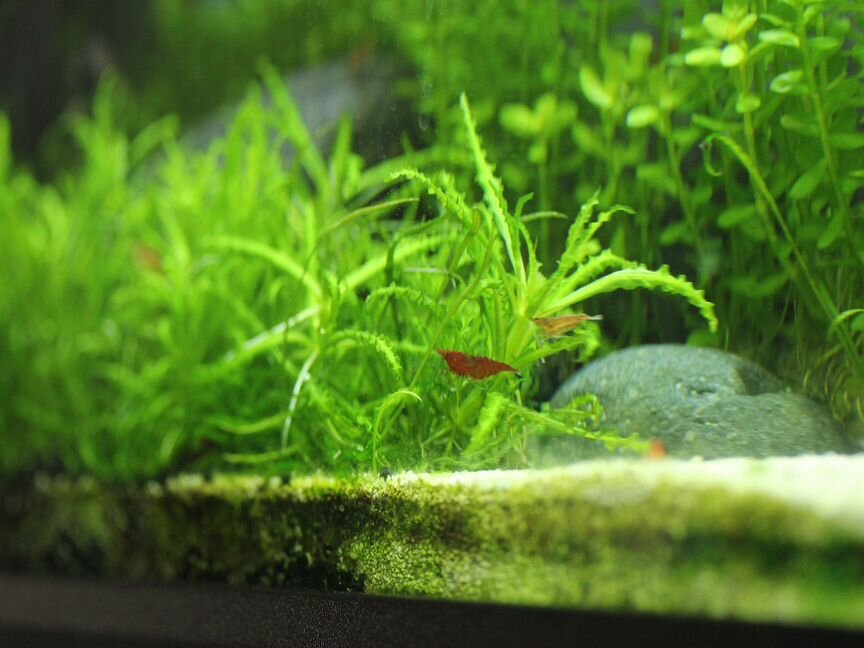 Аквариумные растения