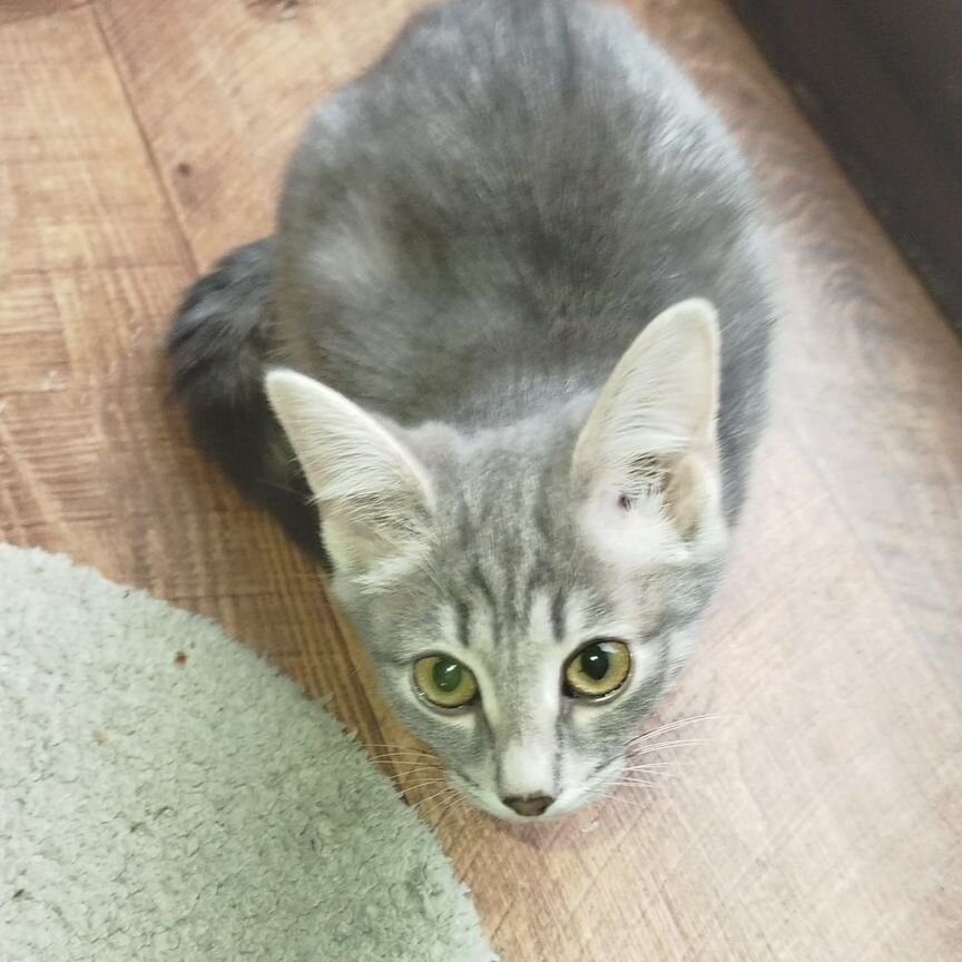 Отдам котят бесплатно