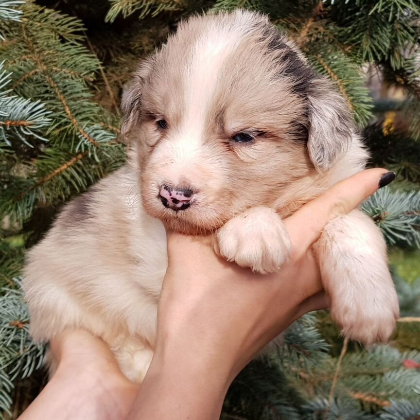 Бордер-колли, щенок