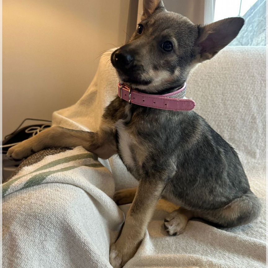 Щенок компаньон и друг