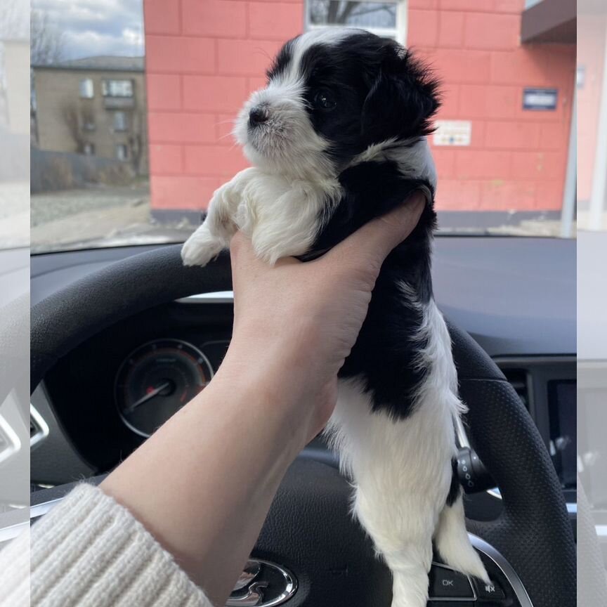 Бивер-йоркширский терьер, щенок