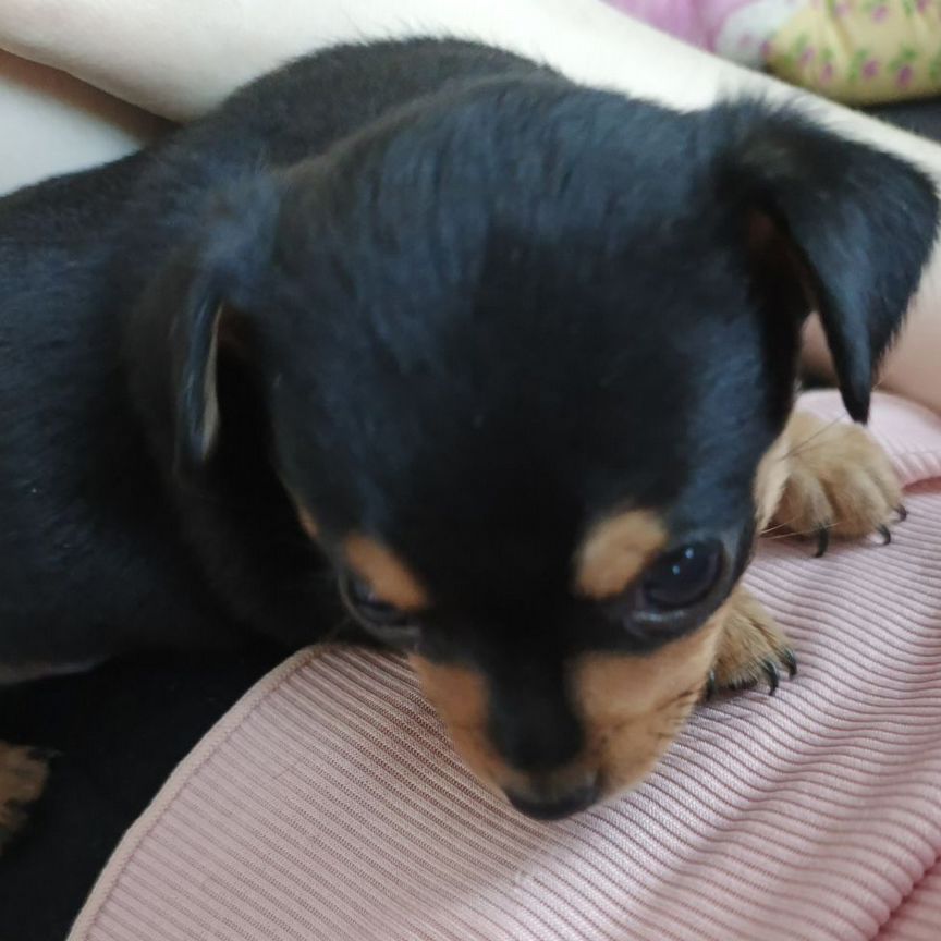 Русский той-терьер, щенок